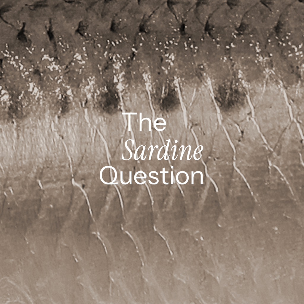 The Sardine Diet Craze: Does it Sink or Swim? – Bon Charge
